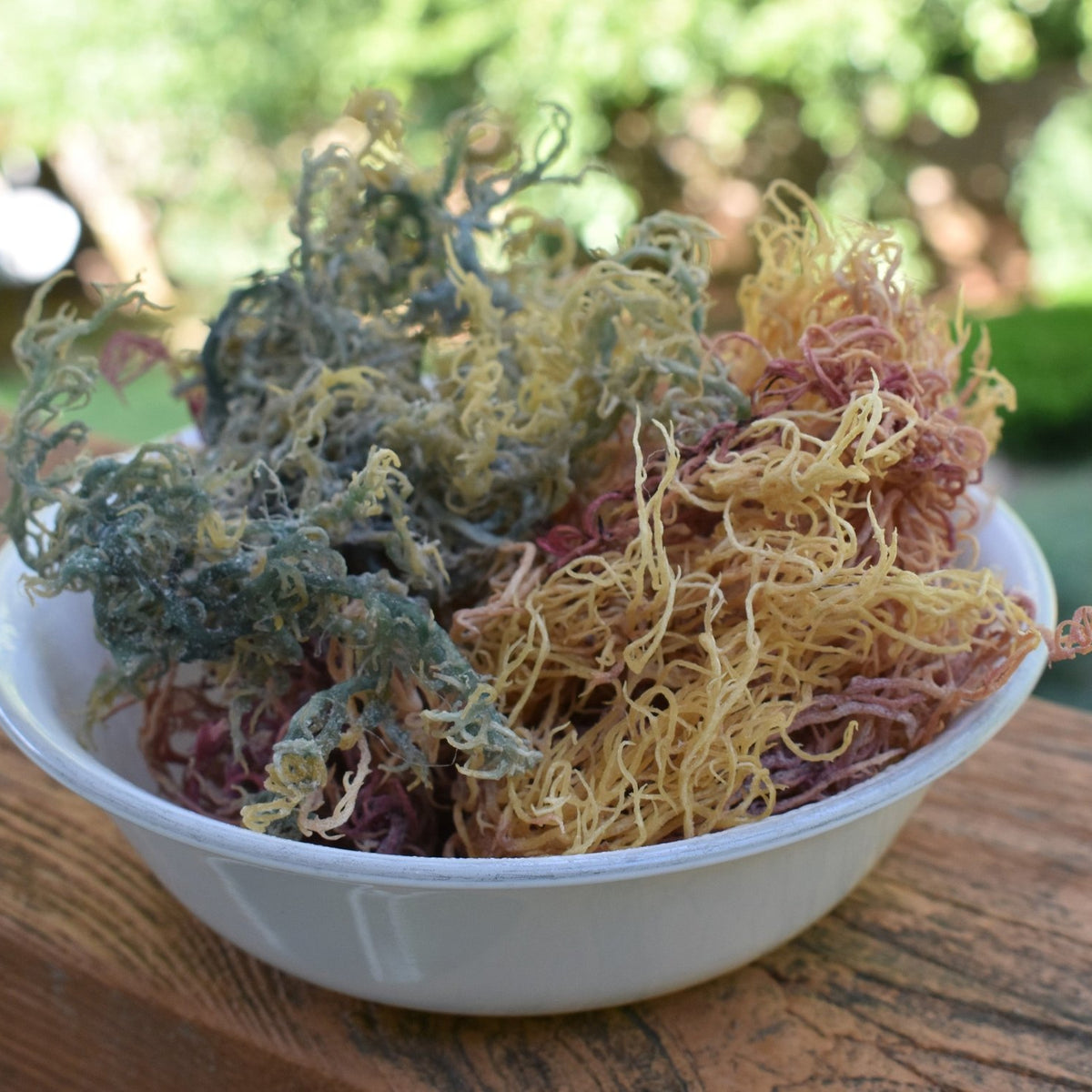 Multicolored / Full Spectrum Sea Moss | Wildcrafted & Raw – Red's ...